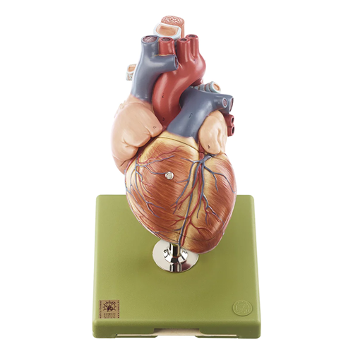 Esophagus Modell Esophagus Anatomy 3D Modell In Anatomie 3DExport